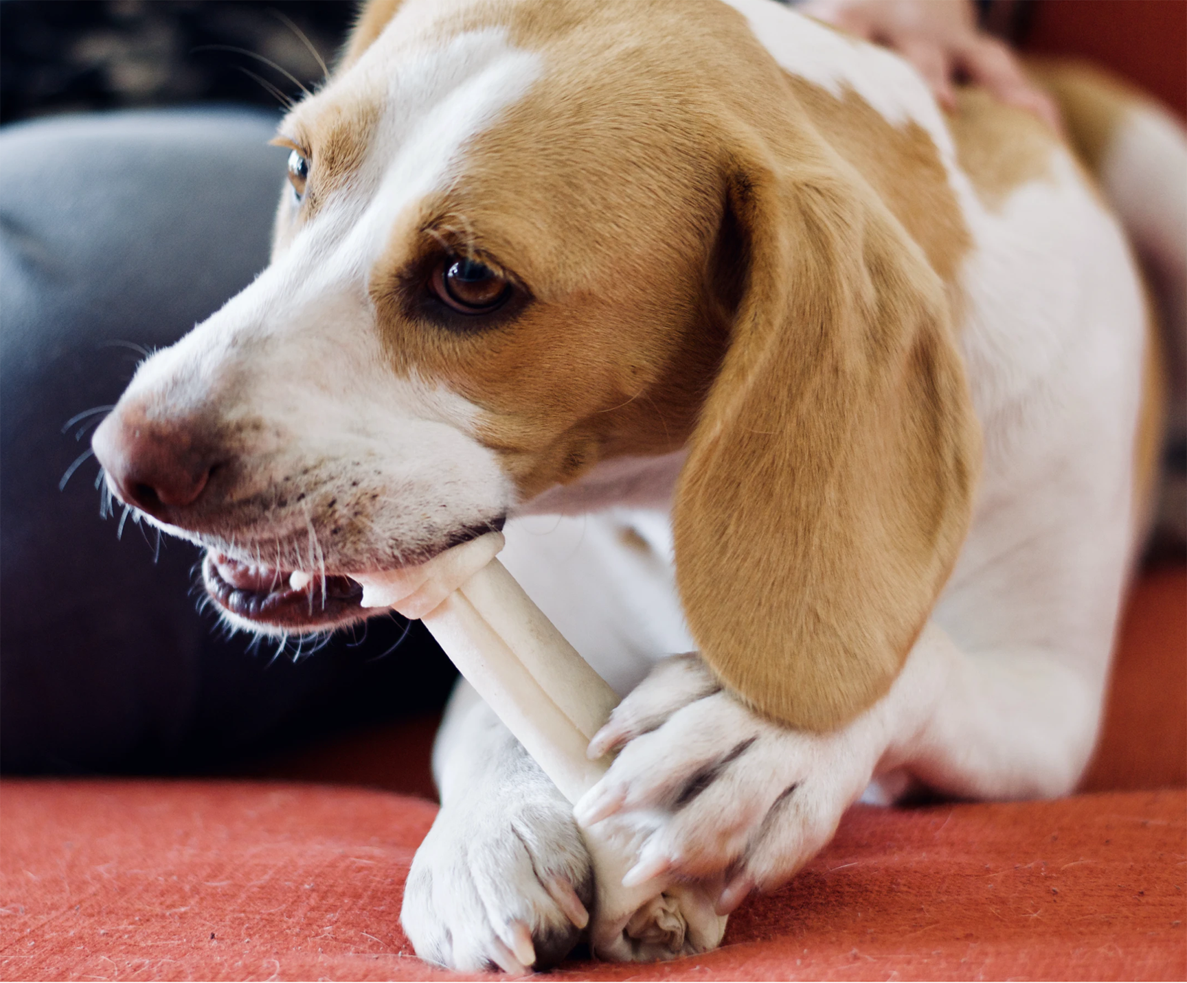Preventing Dog Attacks | Dog Attack Safety | Mace® Brand