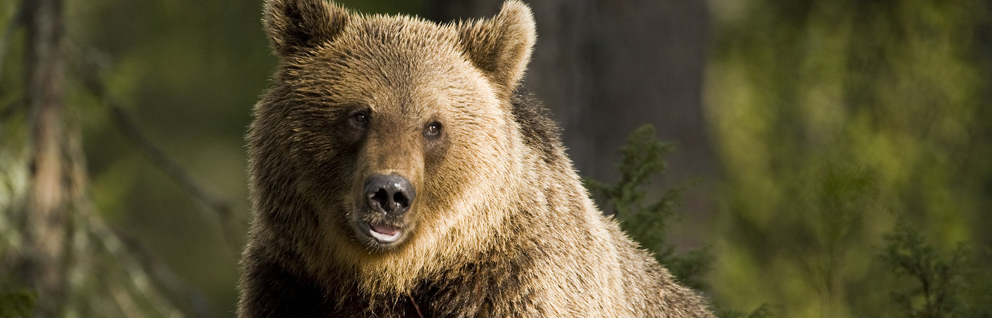 Staying Safe Outdoors | Wild Animal Safety | Mace® Brand